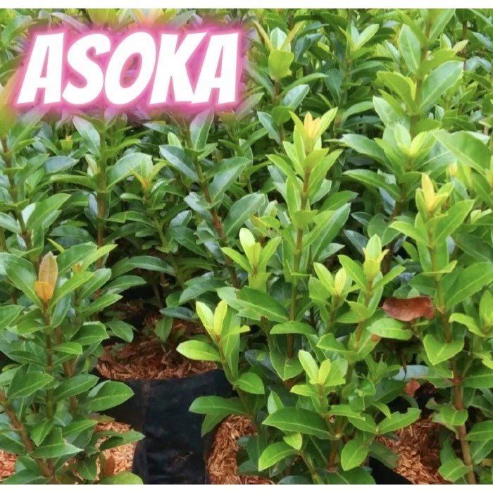 Jual asoka Tanaman hias - bibit assoka india - soka india | Shopee ...