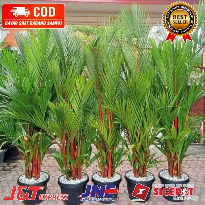 Jual Tanaman Bunga Hidup Indoor Palem Pinang Merah 1 Meter - Tanaman ...