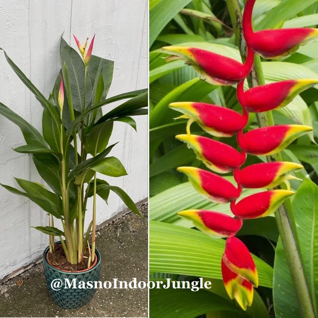 Jual Tanaman Bunga Heliconia / Tanaman Hias Pisang - Pisangan Oren ...