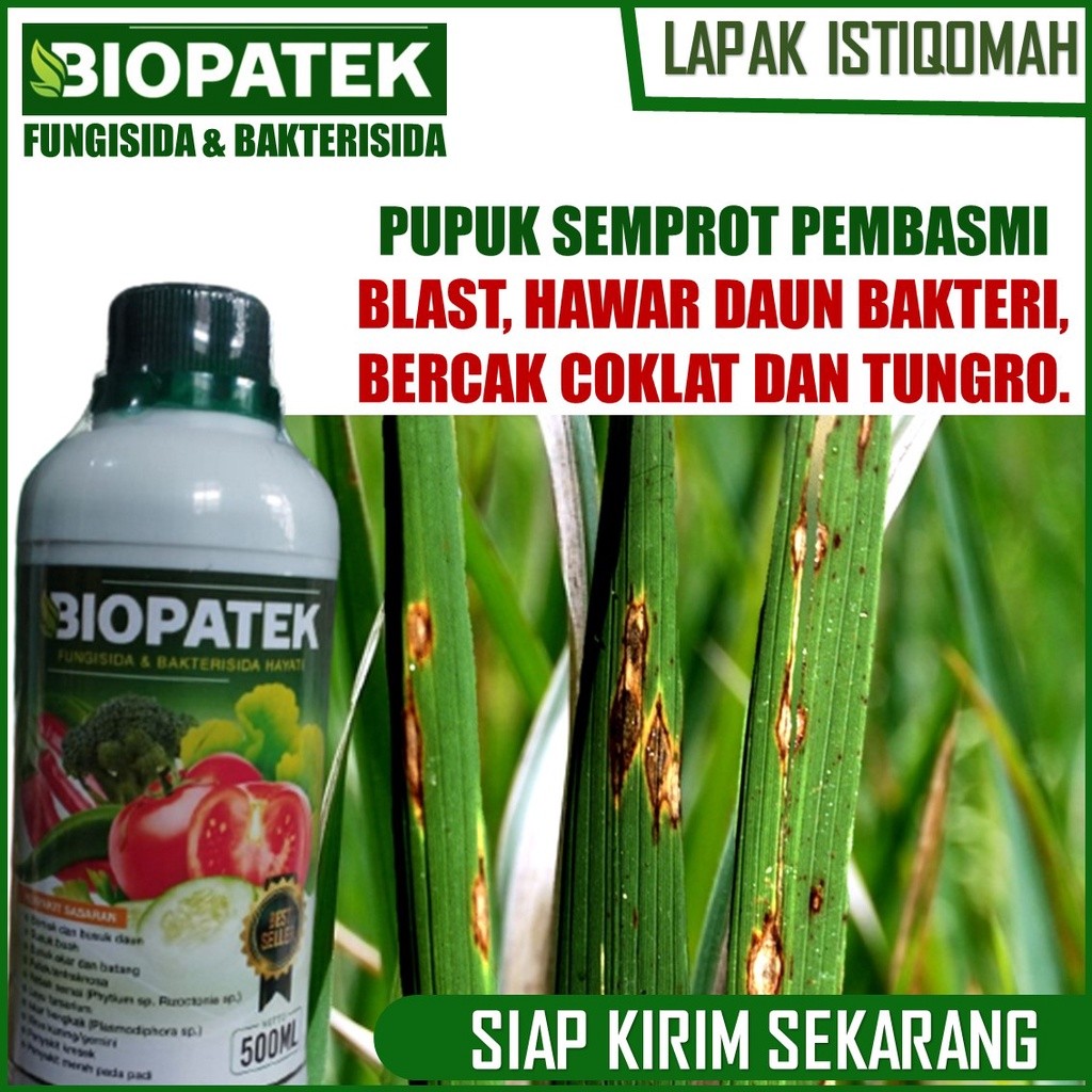 Jual (COD AMAN) BIOPATEK 500 ML OBAT ANTI PENYAKIT TANAMAN PADI BLAST, HAWAR DAUN BAKTERI ...