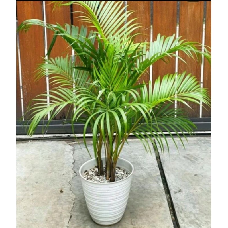 Jual Tanaman Palem kuning Rimbun isi 3 batang besar Cantik segar ...