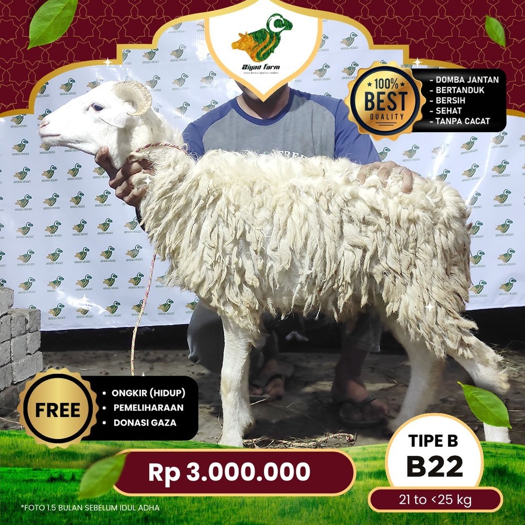 Jual Domba Qurban Tipe B 22, berat 21 sd 25 Kg | Shopee Indonesia