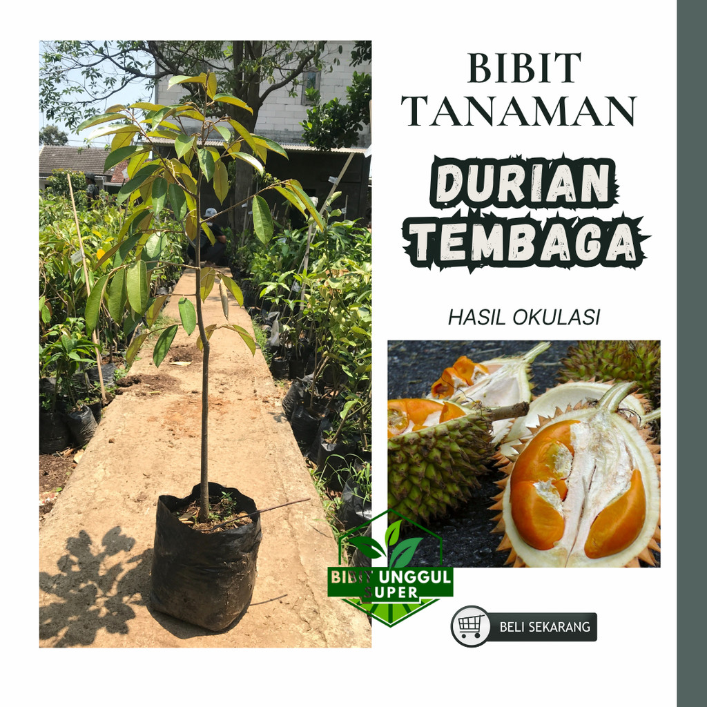 Jual Bibit Durian Super Tembaga Tahun Berbuah Okulasi Siap Tanam Cepat Berbuah | Shopee Indonesia