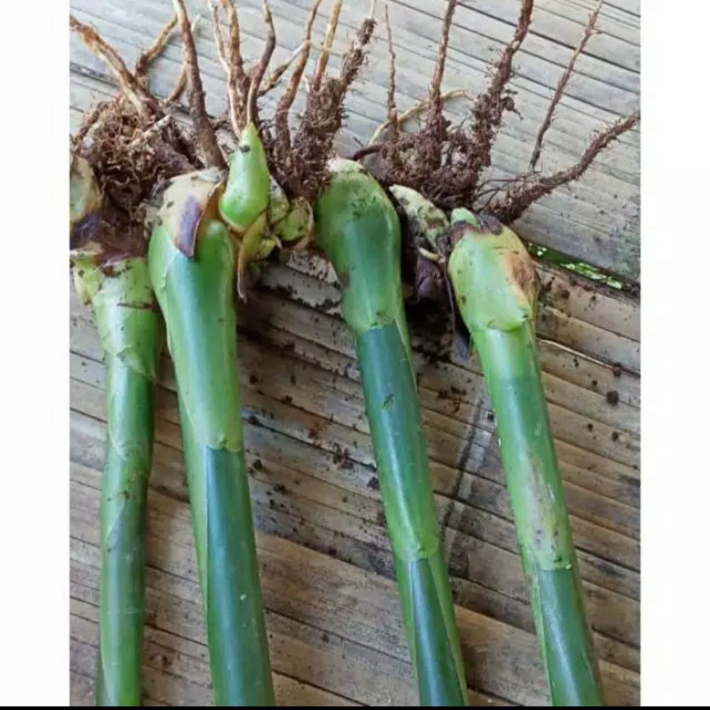 Jual BIBIT KECOMBRANG MERAH & HIJAU BIBIT HONJE KINCUNG BUNGA ...