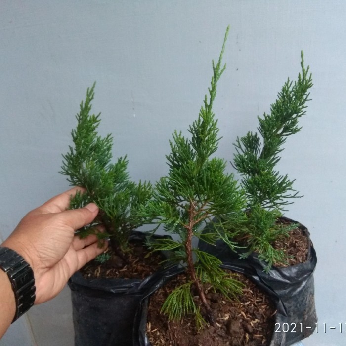 Jual Tanaman Bunga Hidup CEMARA SINENSIS - Pohon Cemara Juniperus ...