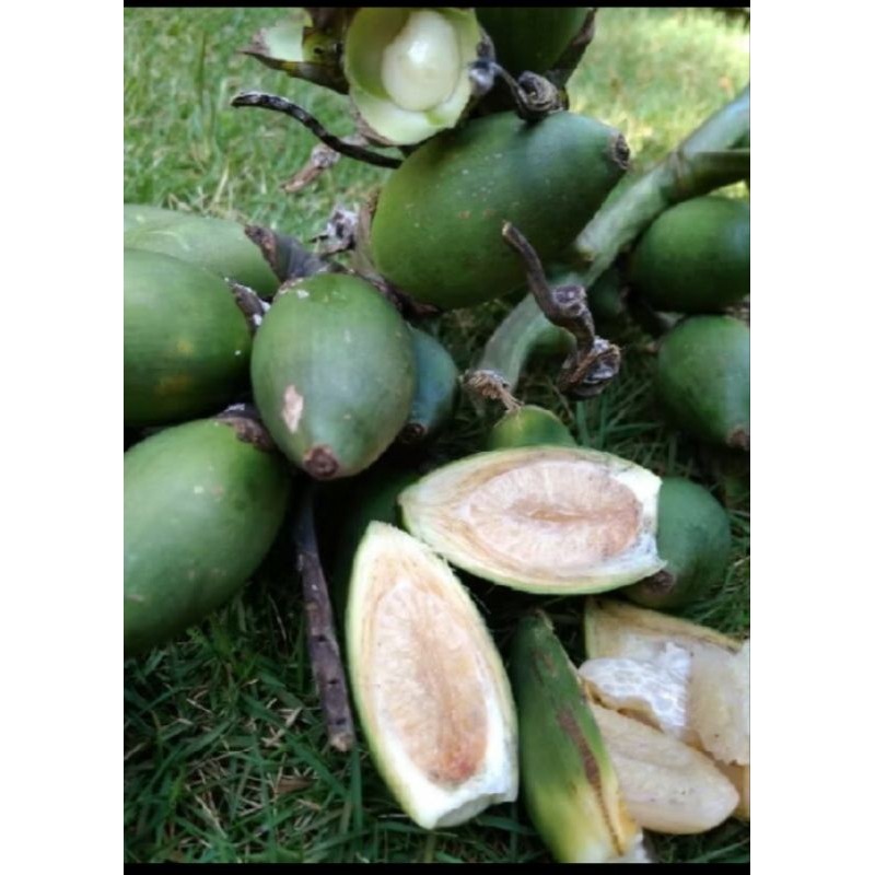 Jual BUAH PINANG MUDA SEGAR | Shopee Indonesia