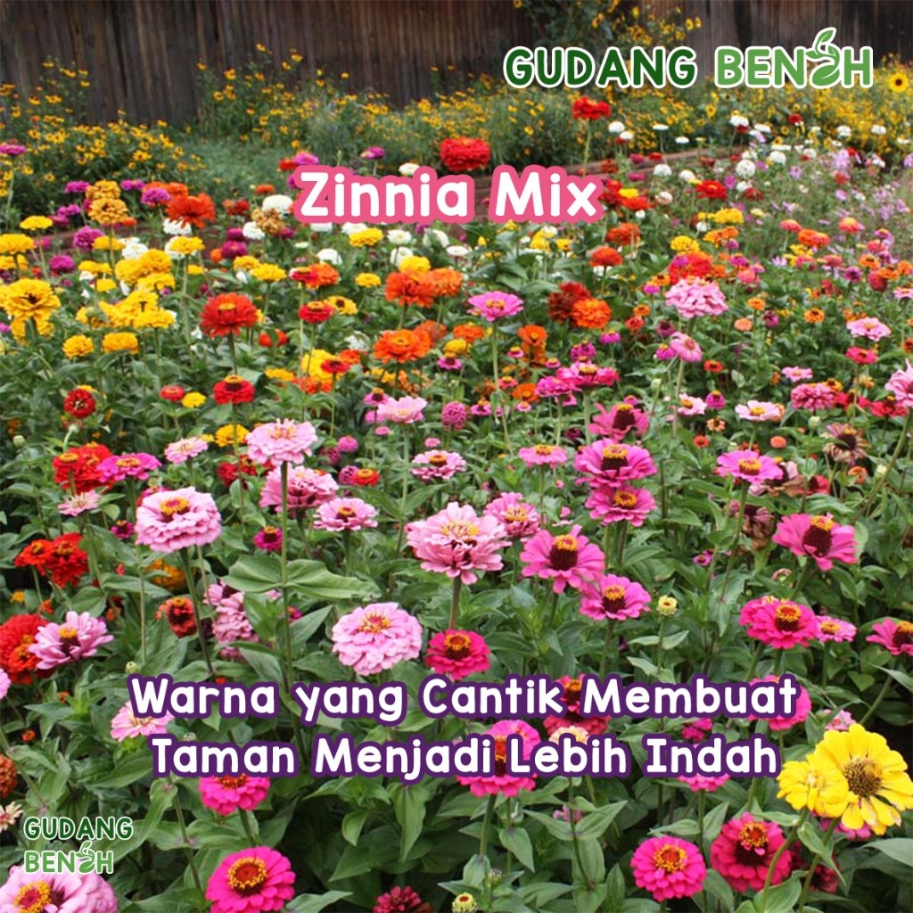 Jual Zinnia Mix Flowers Isi 100 Benih PREMIUM QUALITY ( RETAIL PACK ...