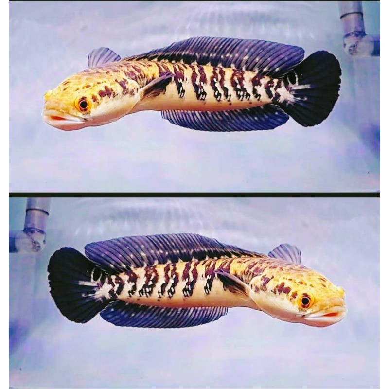 Jual Chana Maru yellow Sentarum / Ys bunga ( UK 8-13 cm up ) | Shopee ...