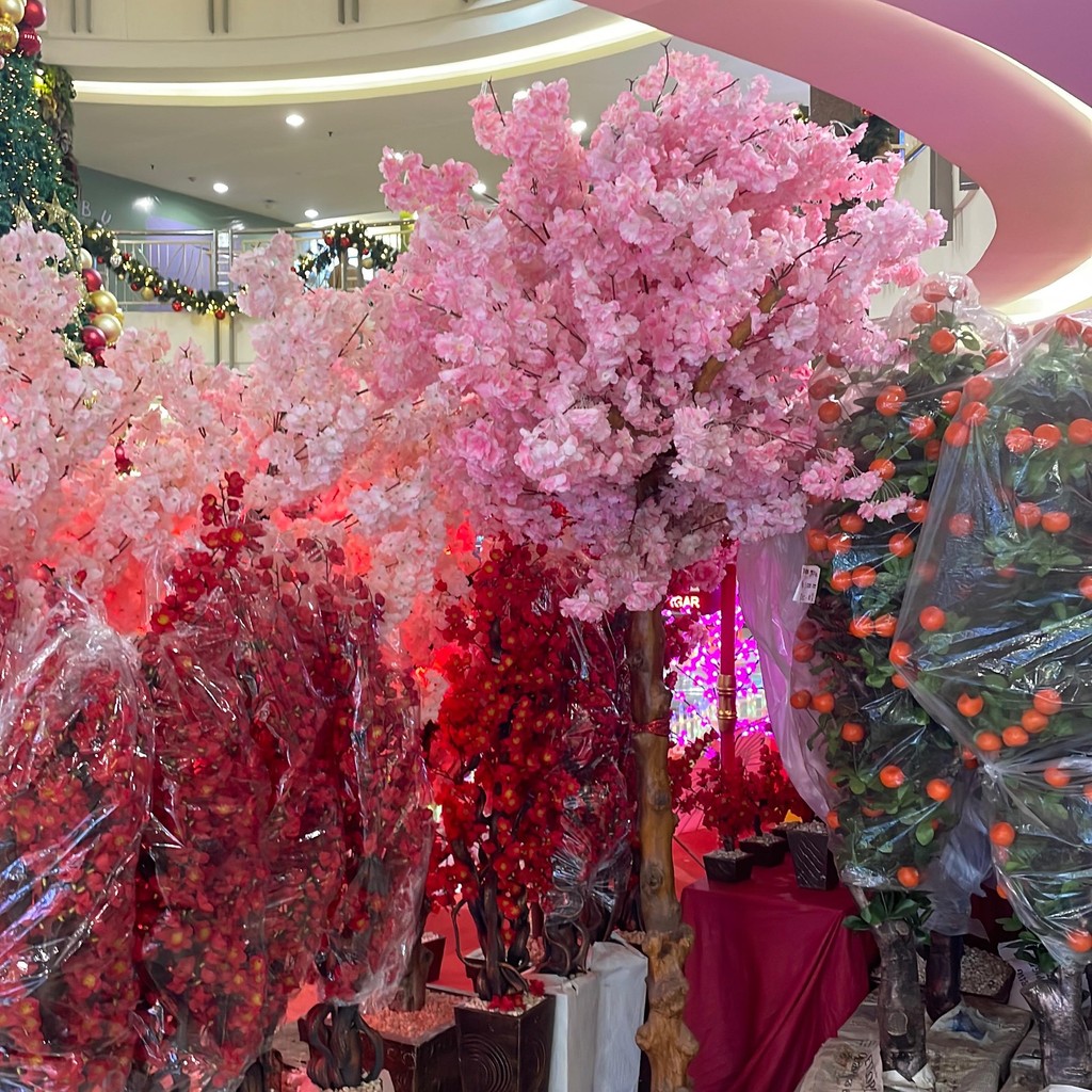 Jual Pohon imlek besar 2 meter sudah packing kayu | Shopee Indonesia