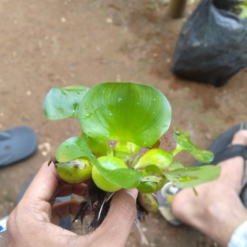 Jual Tanaman eceng gondok mini murah | Shopee Indonesia