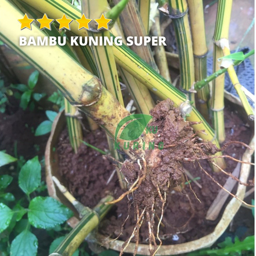 Jual Bibit Bambu Kuning Super Tinggi 1 Meter | Shopee Indonesia
