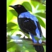 Jual burung cak biru jantan rawatan | Shopee Indonesia