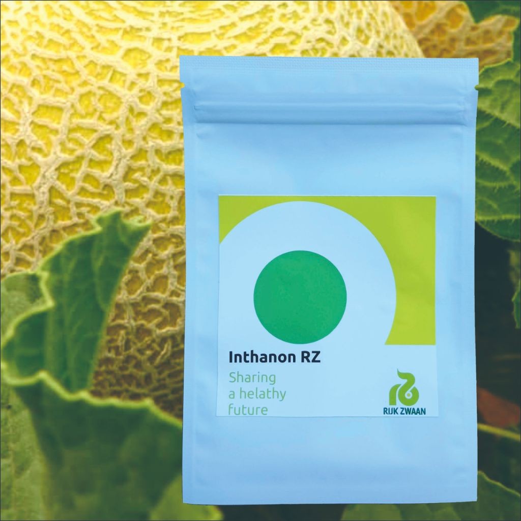 Jual Benih Bibit Melon Inthanon RZ Rijk Zwaan F1 Hybrid 100 seeds ORI ...