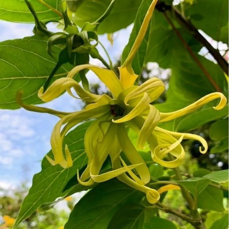 Jual Tanaman Hias Bunga Kenanga Pohon Kenanga / Tanaman Hidup Bunga Kenanga Bunga Hias Bunga ...