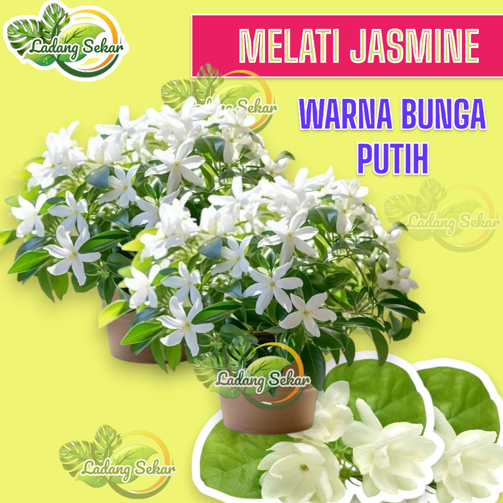 Jual Melati Jasmine Tanaman Hias melati jasmine berbunga wangi,harum ...