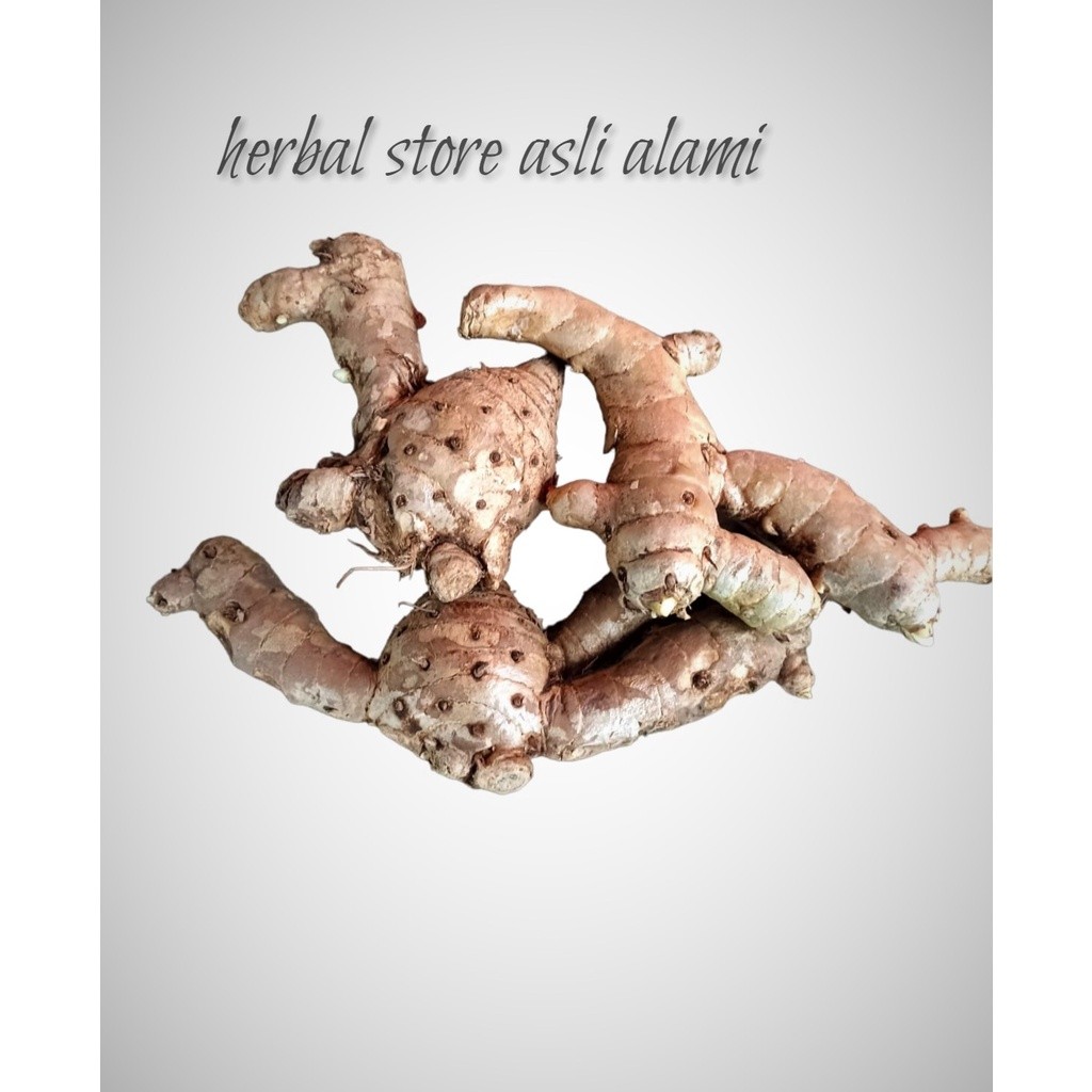 Jual temu putih/kunyit putih segar (curcuma zedoaria) | Shopee Indonesia