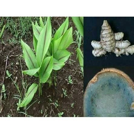 Jual New Promo 1kg Temu Hitam segar / ireng/koneng hideung (Aqis ...