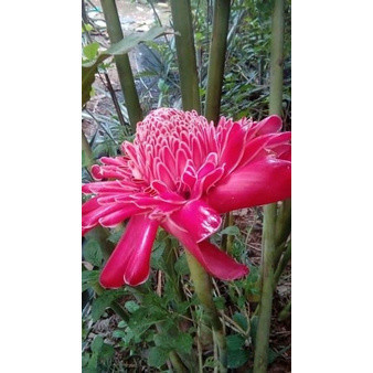 Jual BUNGA KECOMBRANG HONJE ROMBEH COMRANG SEGAR FRESH 1Kg ready stok ...