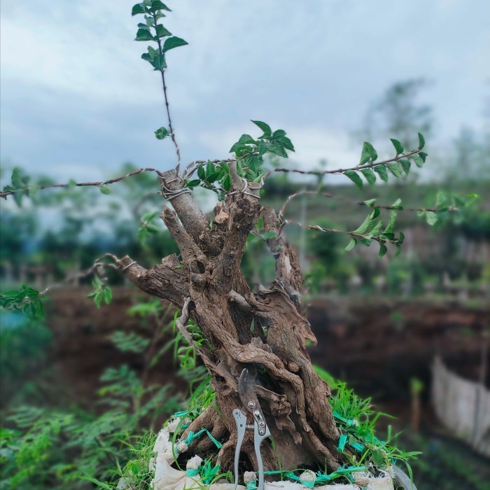 Jual Bonsai Delima Batu Ukuran Pot 90 cm Foto Asli Real Gratis Dus Bumi ...