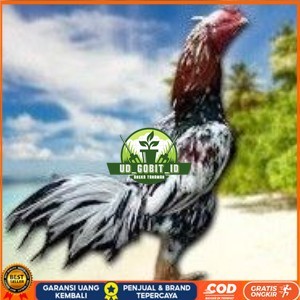 Jual BANGKOK F1 TELUR FERTIL PROMO BESAR UD_GOBIT_ID | Shopee Indonesia