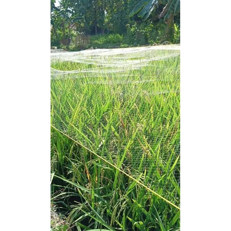 Jual QAZ1 jaring padi senar 0.12 / jaring burung pipit dan emprit ...