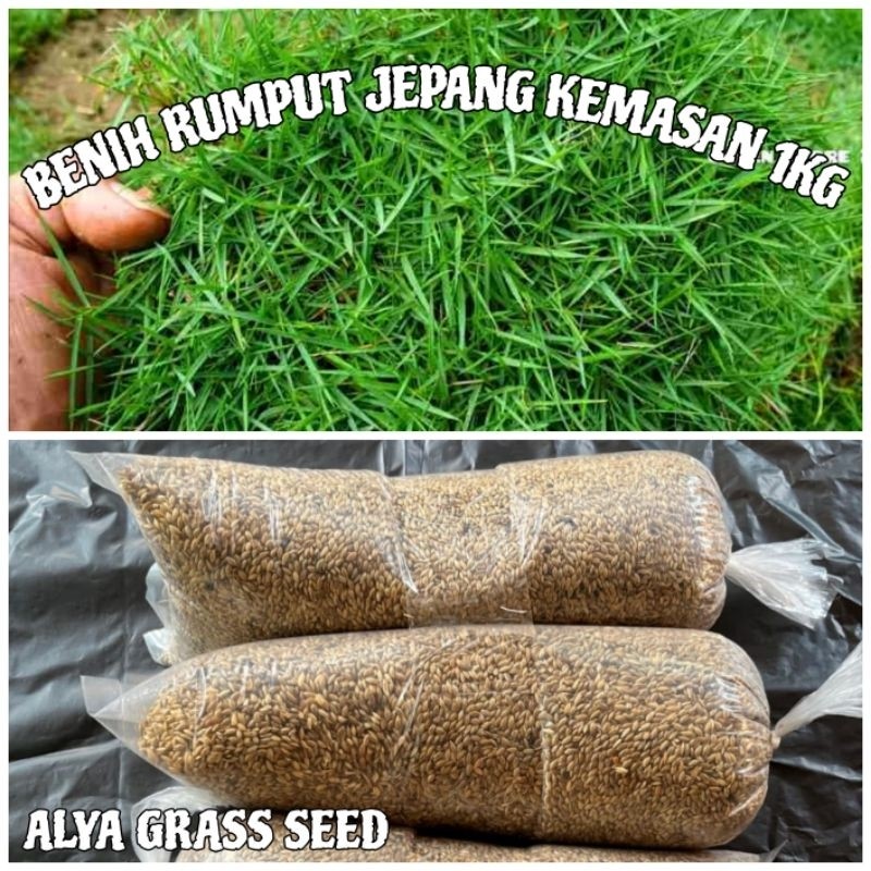 Jual Terbaru!! benih rumput jepang premium seed rumput lapangan golf ...