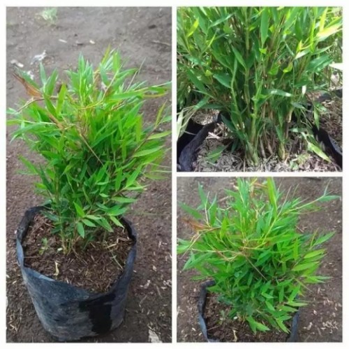 Jual Tanaman Bunga Hias Bambu Mini - Bambu Jepang Mini | Shopee Indonesia