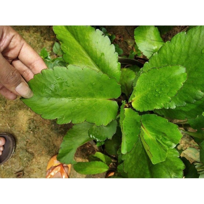 Jual Promo 100 lembar daun cocor bebek/daun buntiris obat herbal ...