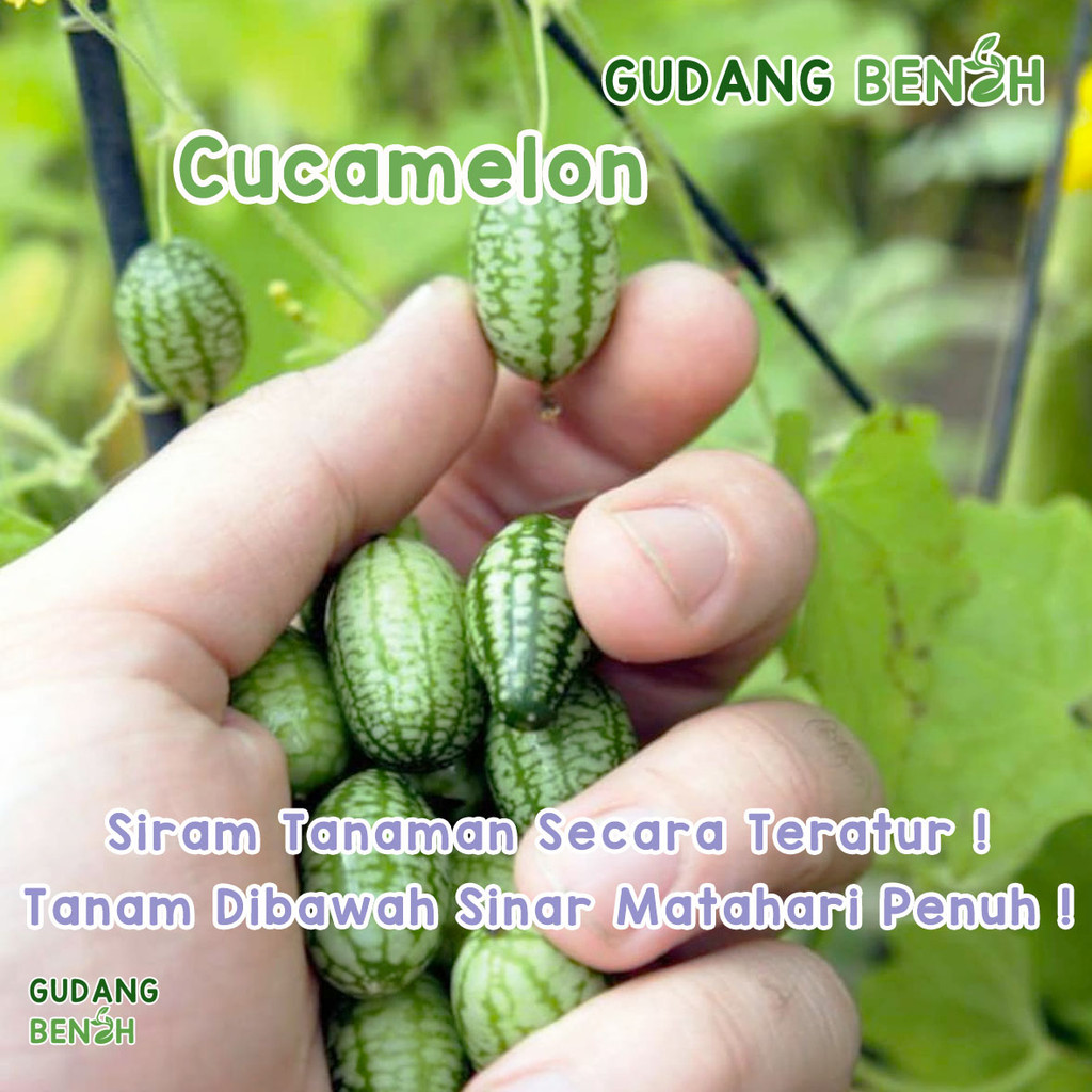 Jual [TERBARU] Benih Tanaman Buah Timun Cucamelon LANGKA Berkualitas ...