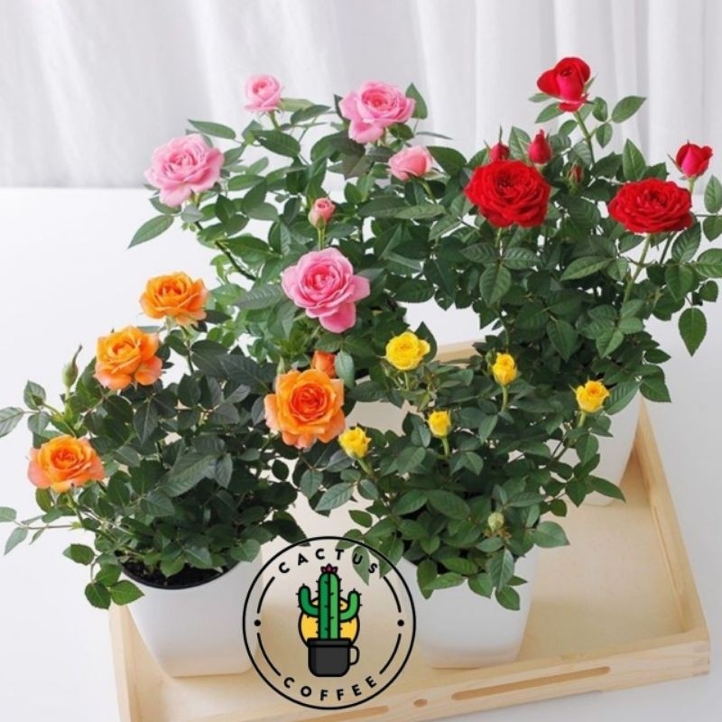 Jual Tanaman Hias Mawar Bunga Hidup Mawar Cantik // Tanaman Hidup Mawar ...