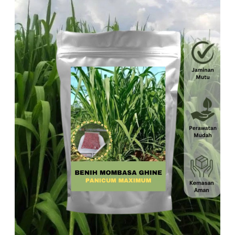 Jual Benih Biji Rumput Mombasa Ghine Panicum Maximum Asli Pakan Ternak ...