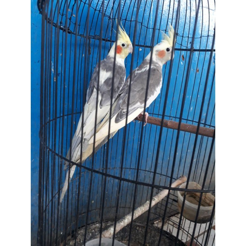 Jual parkit australi (falk sepasang) | Shopee Indonesia