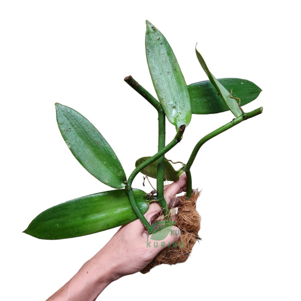 Jual KUKURING Bibit Panili Vanili Unggul Stek Tanaman Vanilli Vanilla ...