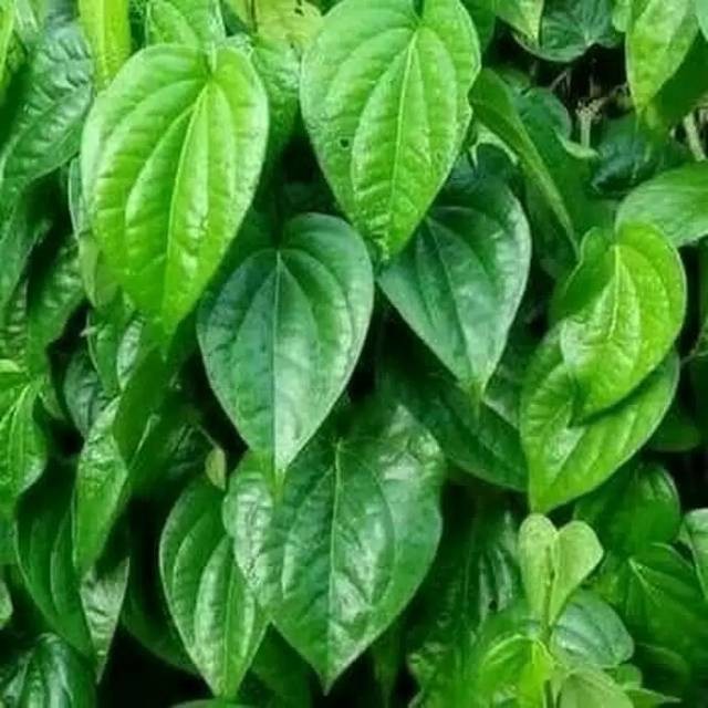 Jual Gelaskosong11 Terbaik Daun Sirih segar Langsung di petik Dari ...