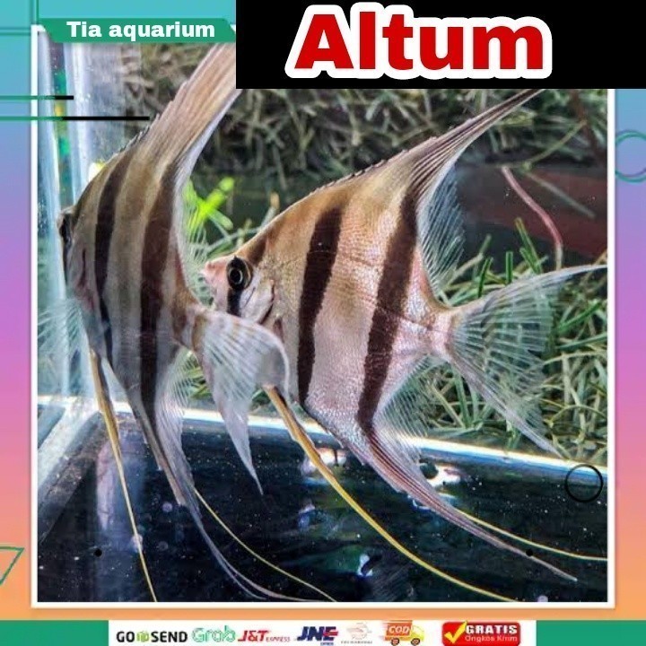 Jual Manfish mempis Altum Hiasan aquarium dan kolam ( Team Kutu 9 ...