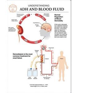 Jual POSTER ANATOMI DARAH - UNDERSTANDING ADH AND BLOOD FLUID - A3+ Artpaper | Shopee Indonesia