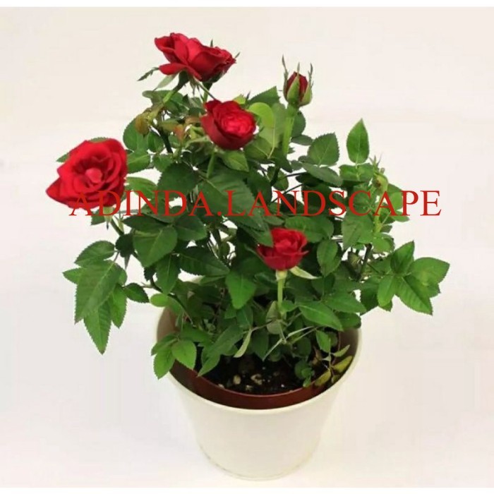 Jual A.L BUNGA MAWAR SUPER WANGI GRADE A WARNA MERAH KUALITAS TERBAIK ...