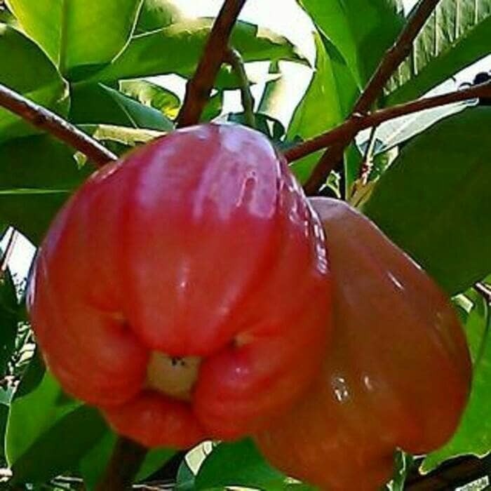 Jual Bibit Jambu Air Namedeang Red Thailand Eksotis Tahan Hama Tinggi ...