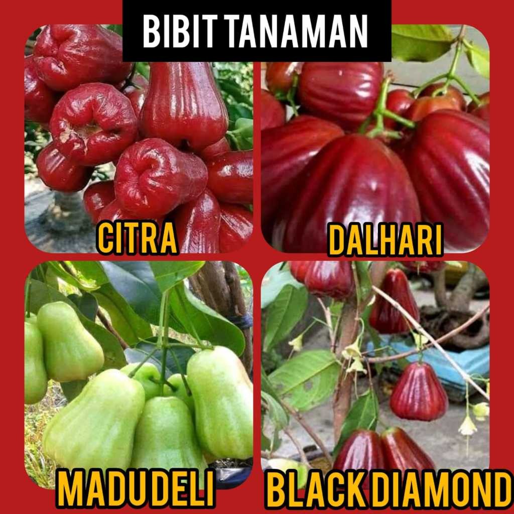 Jual Paket 4 Bibit Jambu Air (Citra , Dalhari, Madu Deli, Black Diamond ...