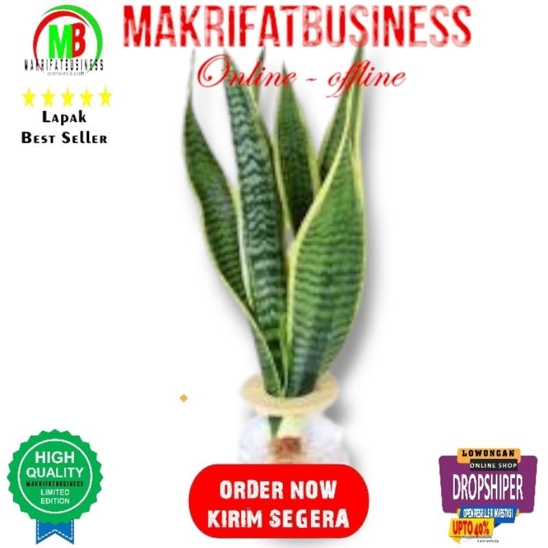 Jual IMRON PRIBADI Paket 1 Daun Lidah Mertua 20 - 30 cm Anakan ...