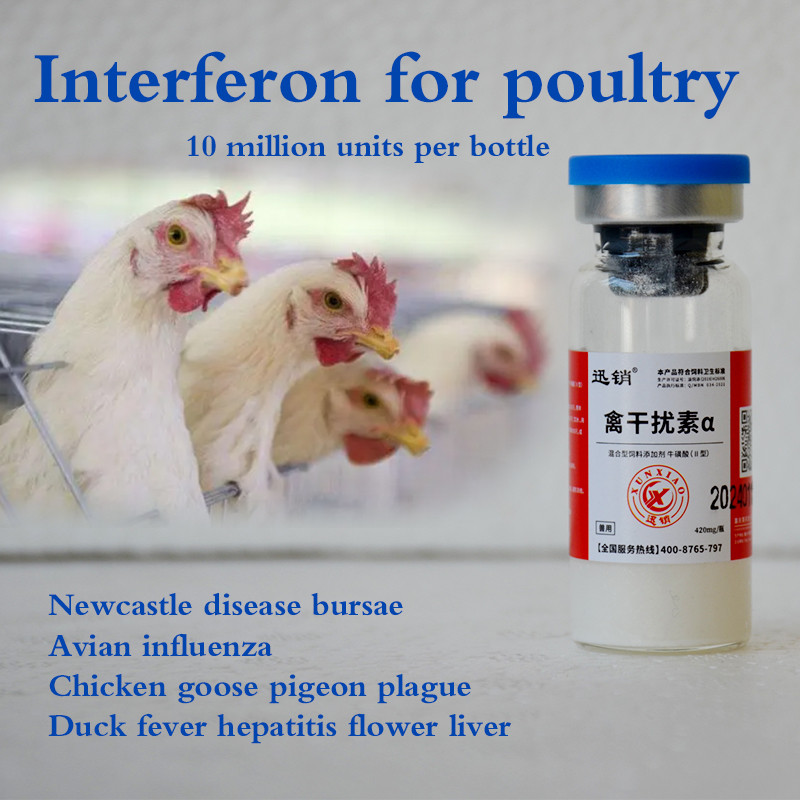 Jual Poultry with interferon Newcastle Disease Avian influenza chicken ...