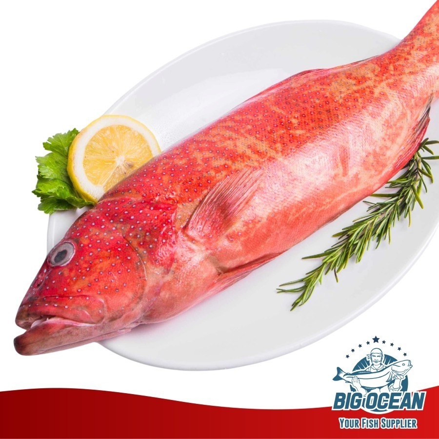 Jual Kerapu Merah | Ikan Kerapu Lodi | Shopee Indonesia