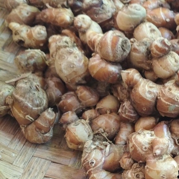 Jual Gelaskosong11 100gr kencur segar/cekur/kencur/kencur segar/kencur ...