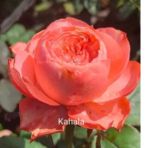 Jual Bunga MAWAR SUPER WANGI BERBUNGA KAHALA - Tanaman Bunga Mawar ...