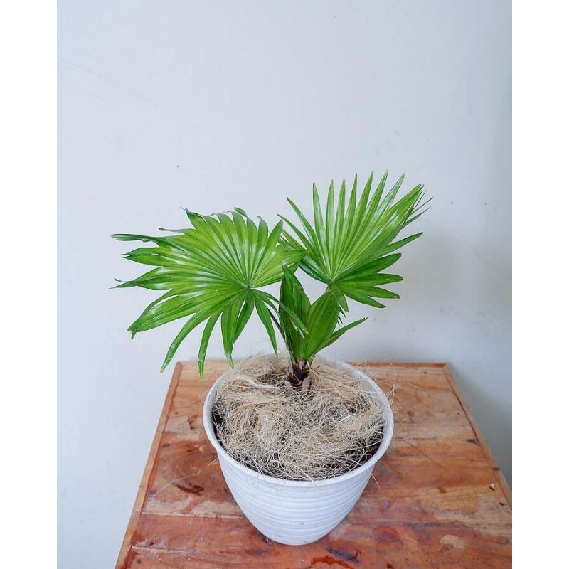 Jual Tanaman Hidup Indoor Palem Bintang - Tanaman Hias Pohon Palem ...