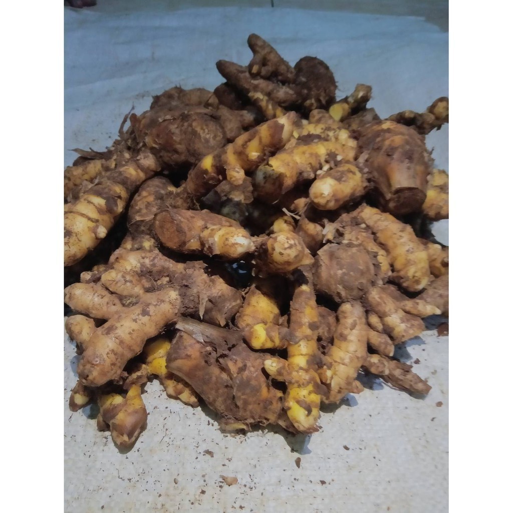 Jual KUNYIT PUTIH SUPER 1 KG / KUNIR TEMU MANGGA SEGAR ALAMI TUA [COD ...