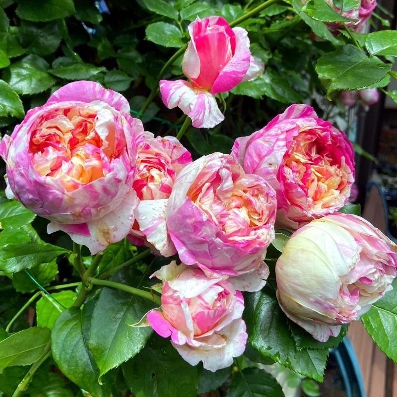 Jual Mawar Import JULIE AUDREY - Tanaman Bunga Mawar Impor Julie Audry ...