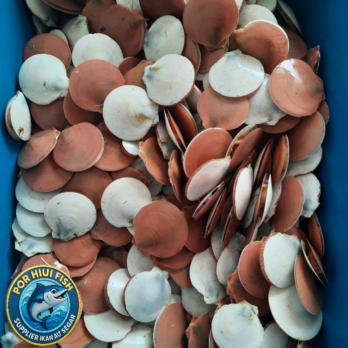 Jual Kerang Simping Scallop Fresh Segar - 1Kg - 500gr | Shopee Indonesia