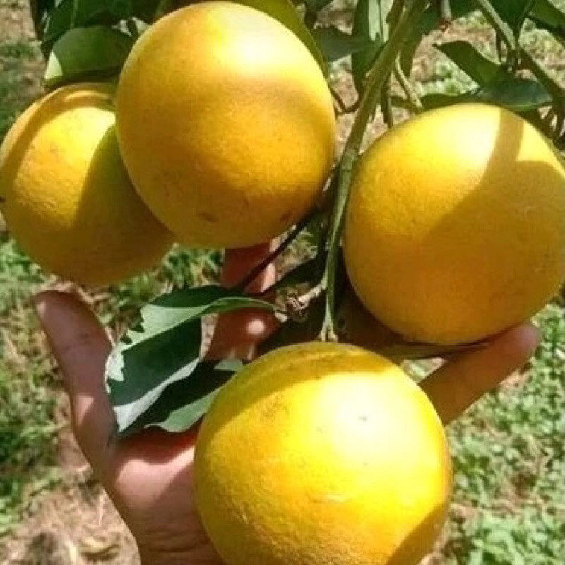 Jual Bibit Tanaman Buah Jeruk Baby Java / Manis Pacitan Sudah Berbuah ...