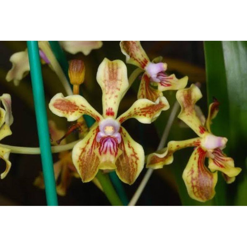 Jual Remaja Anggrek Vanda Spesies Lamellata | Shopee Indonesia